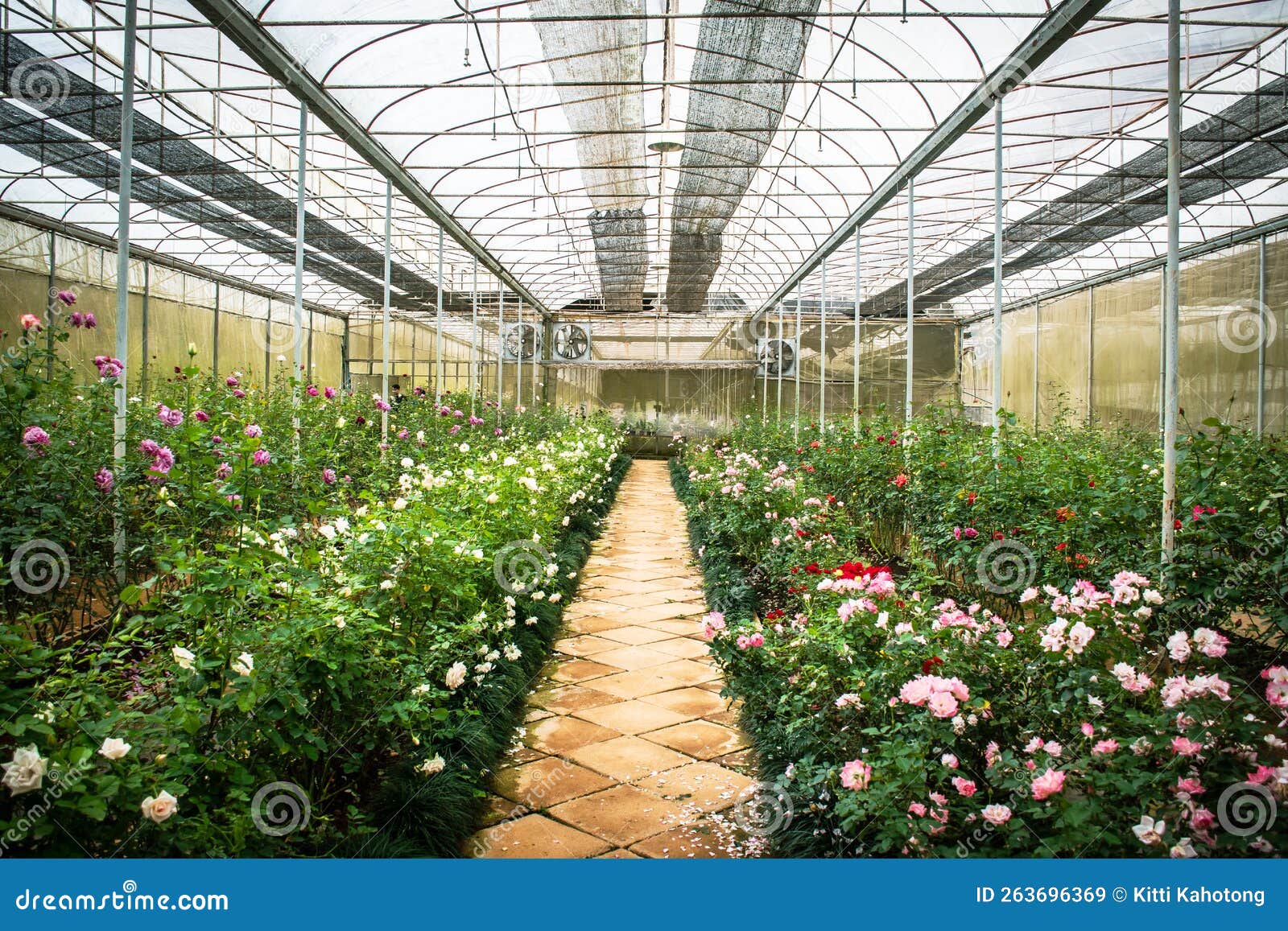 Industrial Growth of Roses in Greenhouse Stock Image - Image of leaf ...