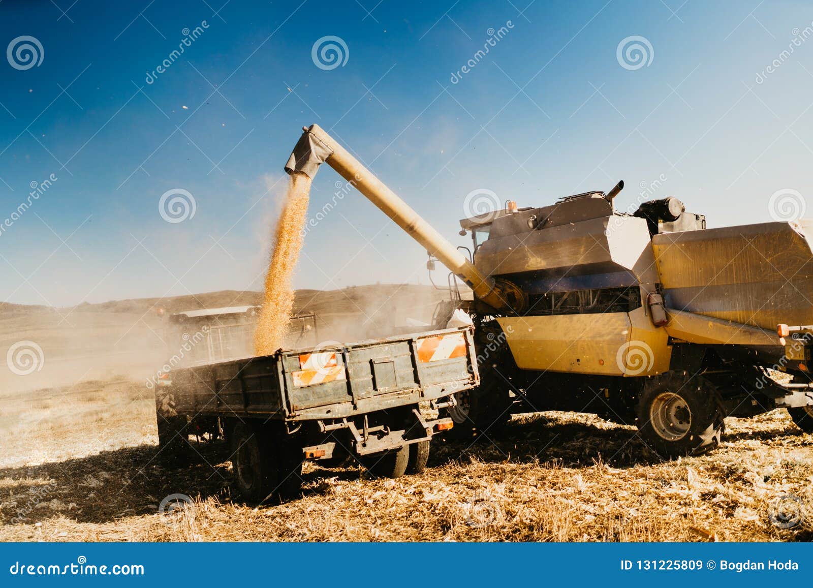 Industrial Harvester Unloading Corn Crops into Tractor Trailer Stock ...