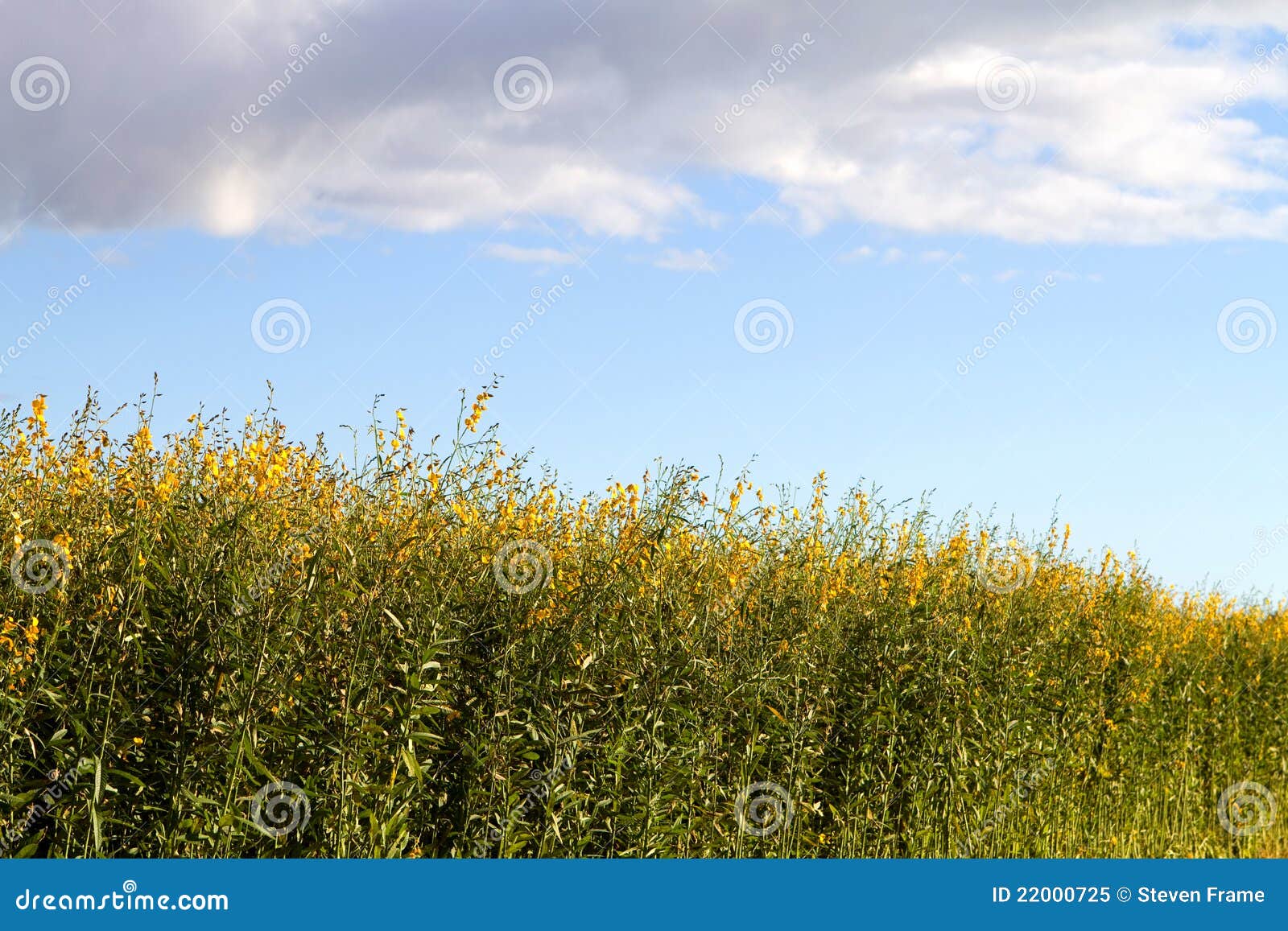 Industrial Hemp Plant Field Stock Image - Image of hemp, biomasses ...