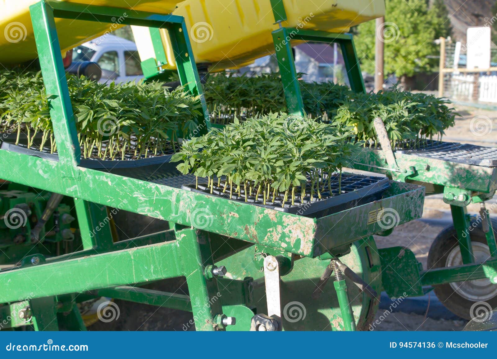 Industrial Hemp Seedlings on Planter Stock Photo - Image of industrial ...