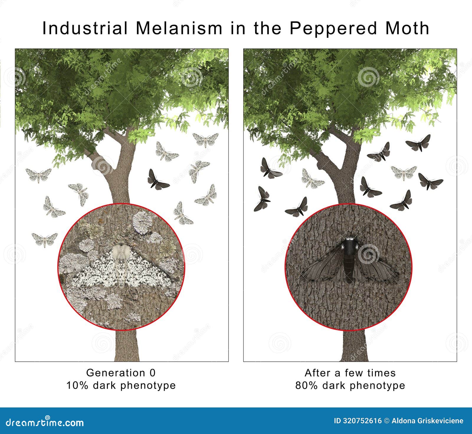 Industrial Melanism in the Peppered Moth Stock Illustration ...