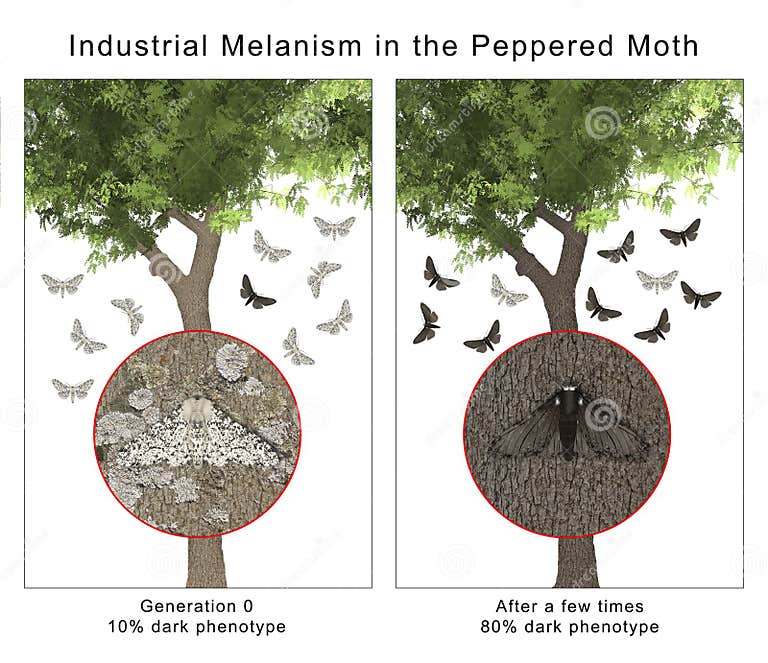 Industrial Melanism in the Peppered Moth Stock Illustration ...