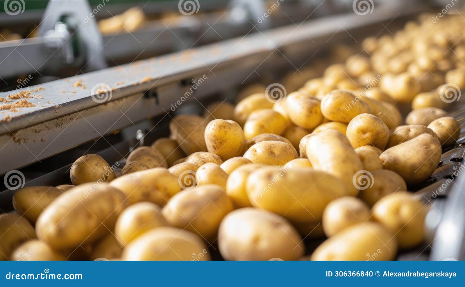 Industrial Potato Sorting Conveyor Belt Stock Illustration ...