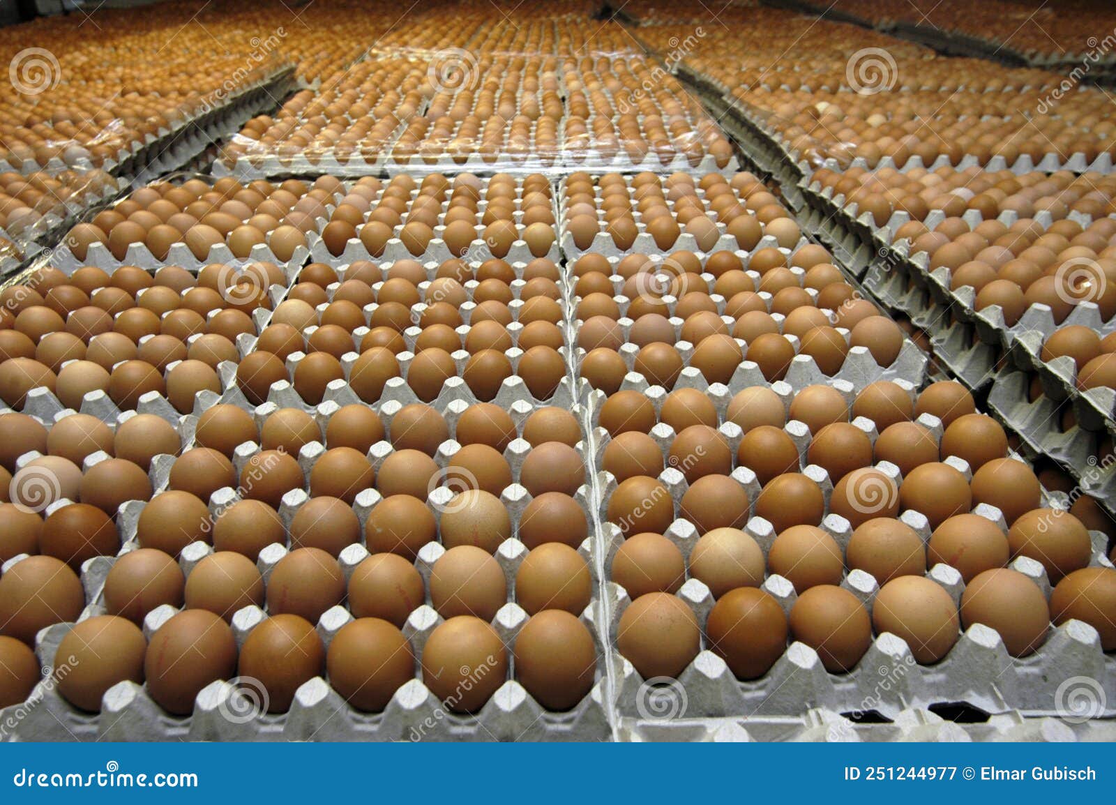 Industrial Processing of Chicken Eggs Stock Image - Image of brand ...