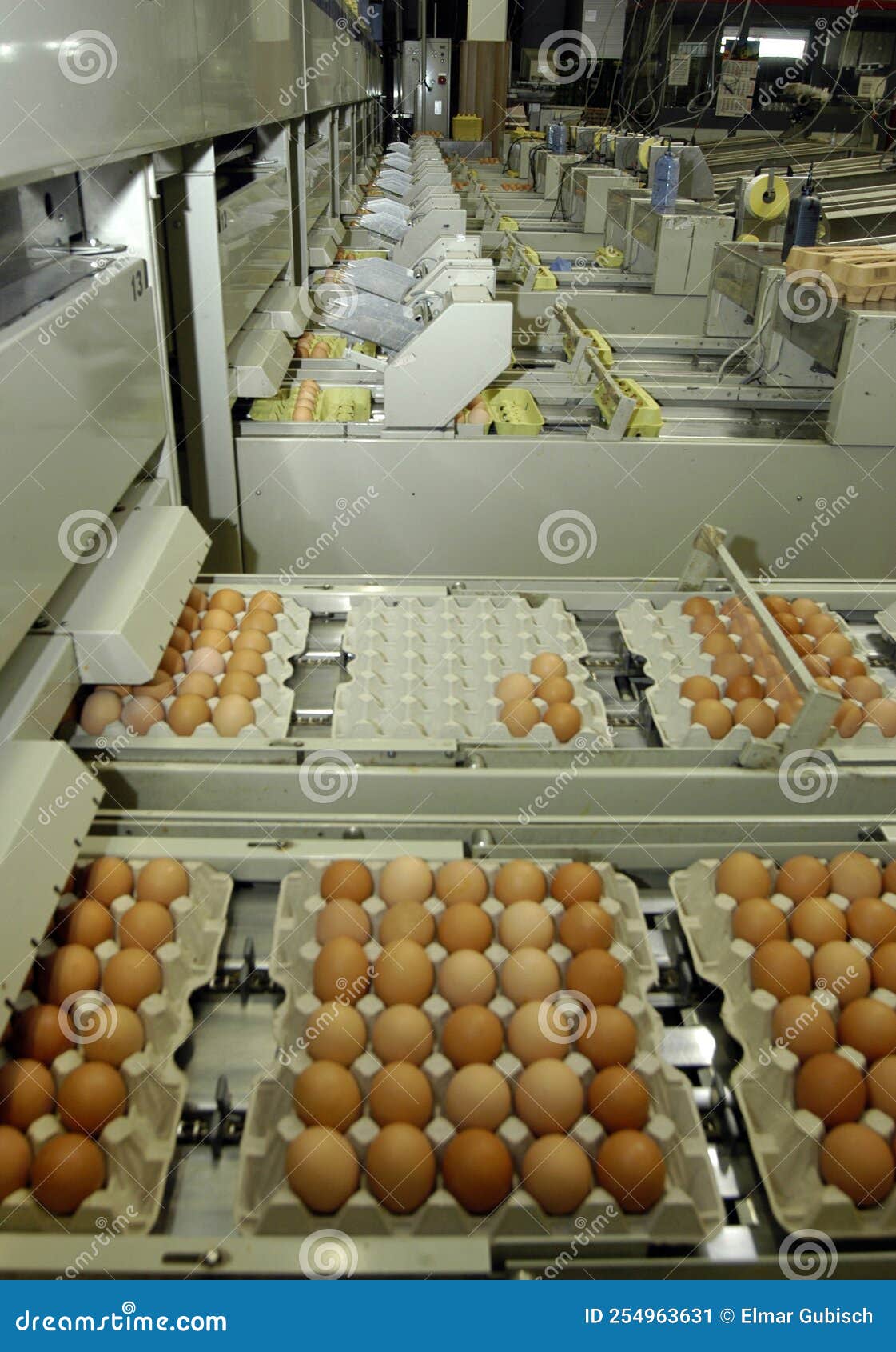 Industrial Processing of Chicken Eggs Stock Image - Image of business ...