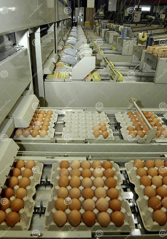 Industrial Processing of Chicken Eggs Stock Image - Image of business ...