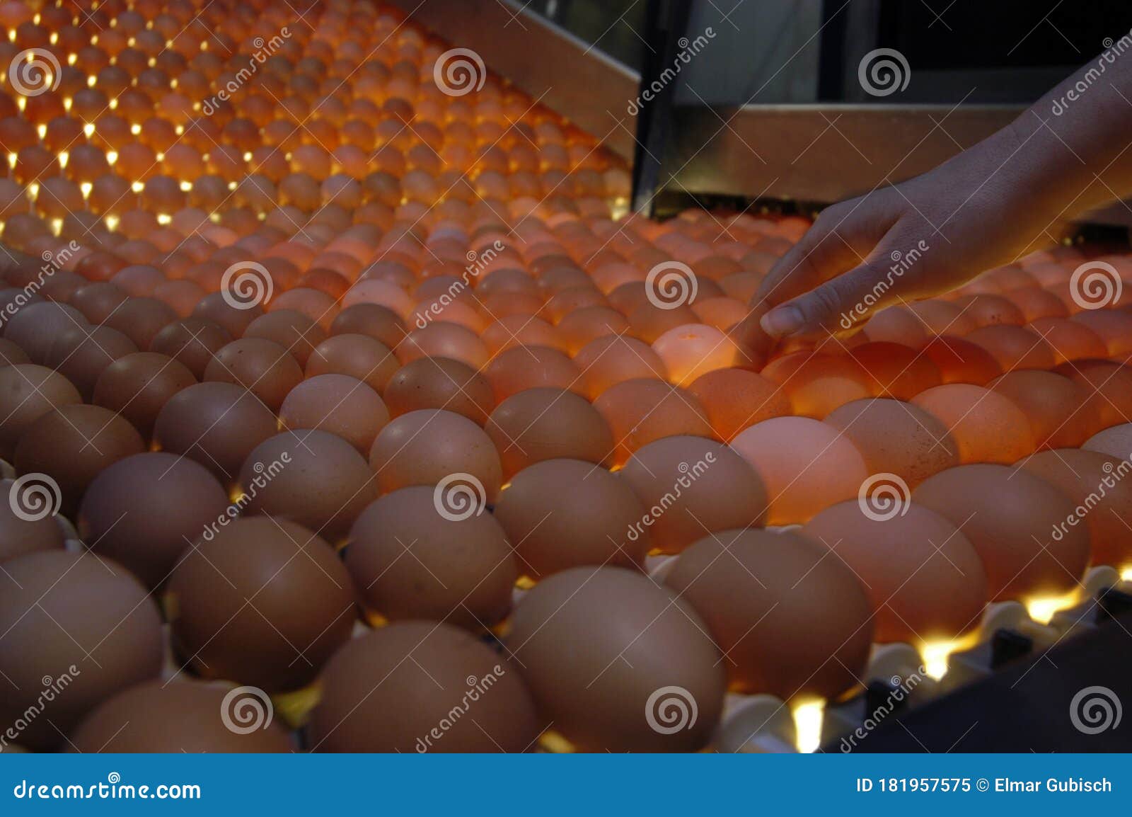 Industrial Quality Control of Eggs Stock Image - Image of quality ...