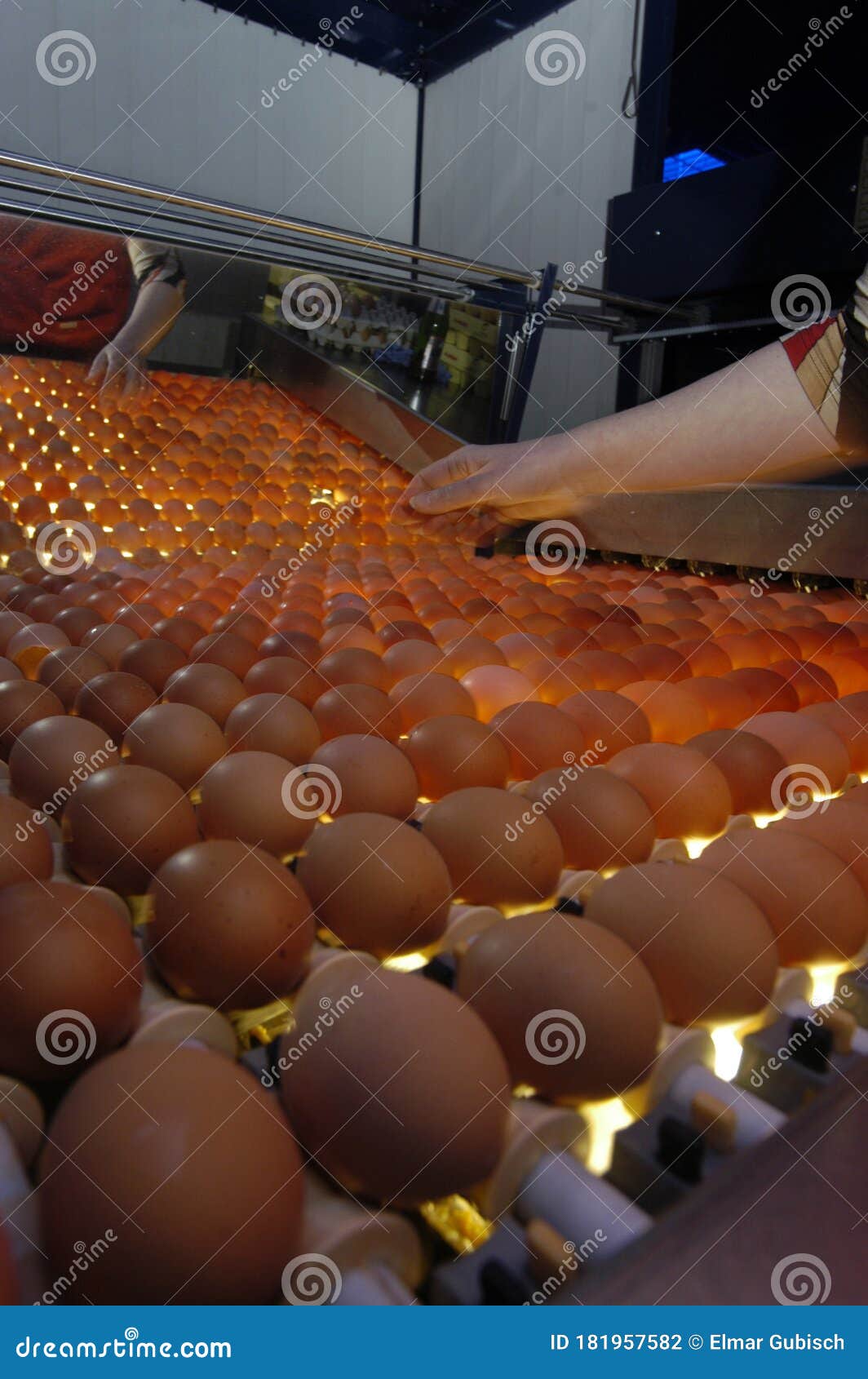 Industrial Quality Control of Eggs Stock Photo - Image of food, mass ...