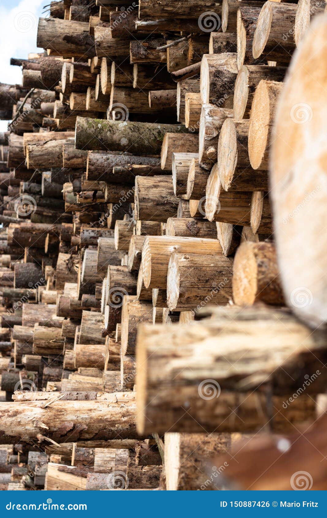 An Industrial Stack of Tree Trunks. Stock Photo - Image of forest ...