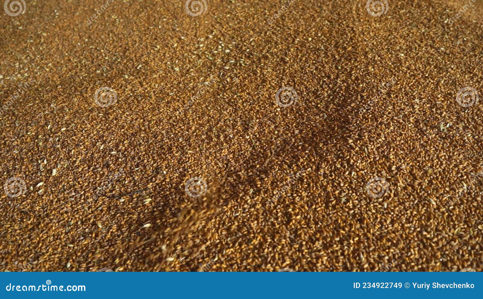 Industrial Processing of Wheat Grains. Cleaning for Further Storage ...