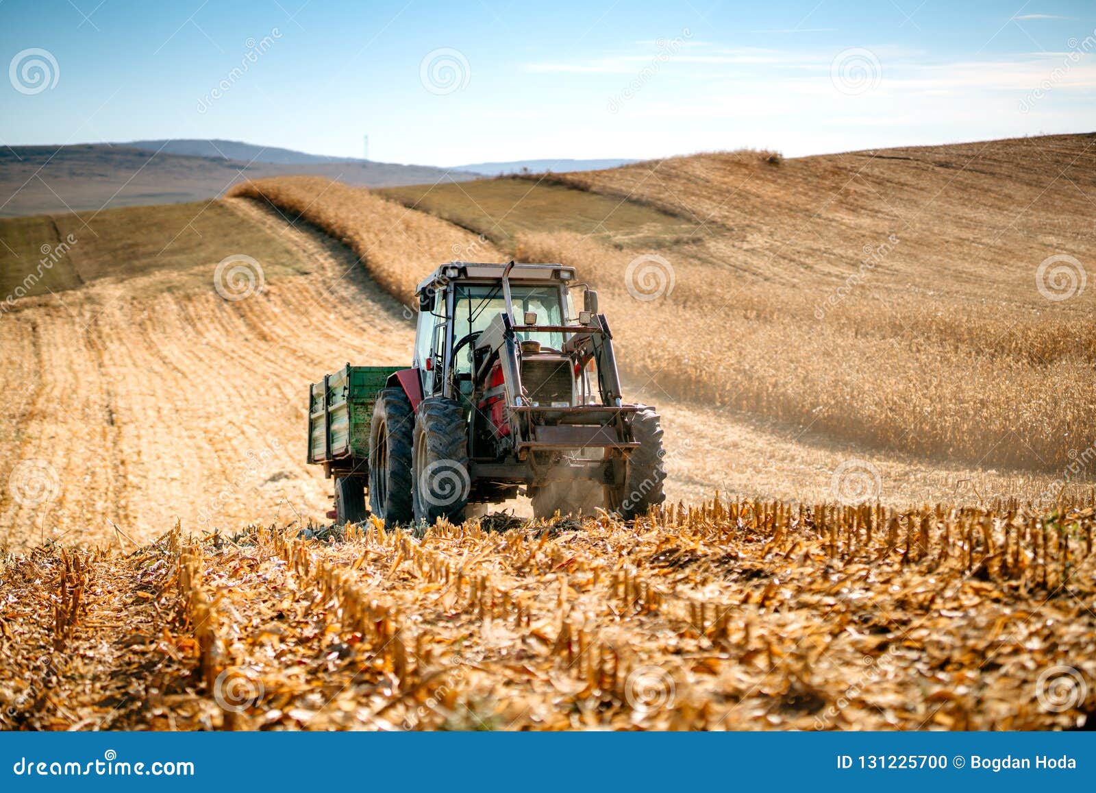 Industrial Tractor with Trailer Working the Corn Fields and Harvesting ...