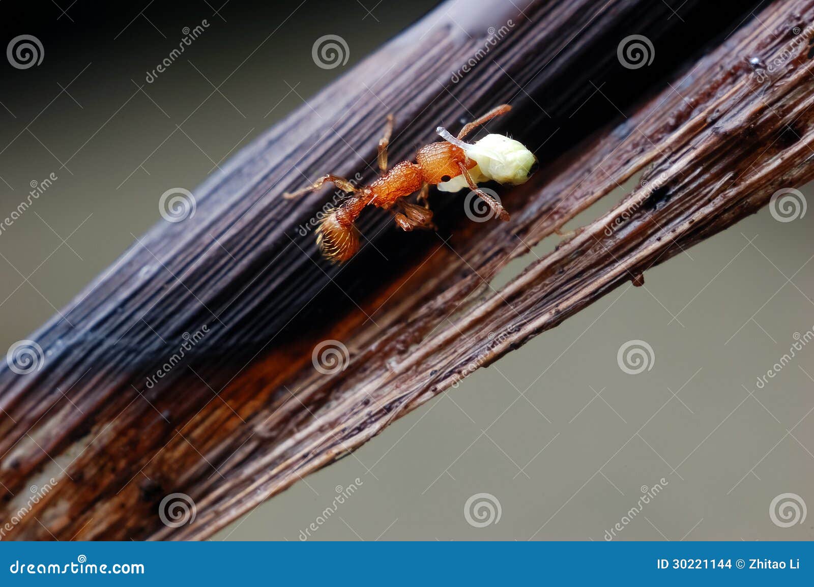 A small and red ant stock photo. Image of green, industrious - 30221144