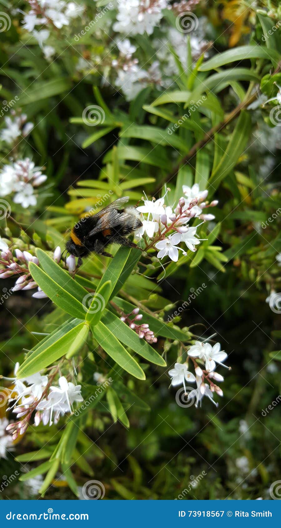 Industrious Bee on a Flower Stock Image - Image of closeup, bees: 73918567