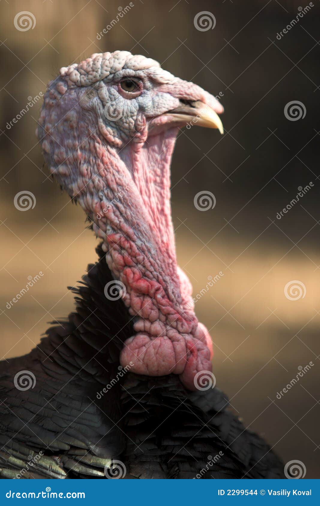 Indyk zdjęcie stock. Obraz złożonej z patrzeje, czerwień - 2299544