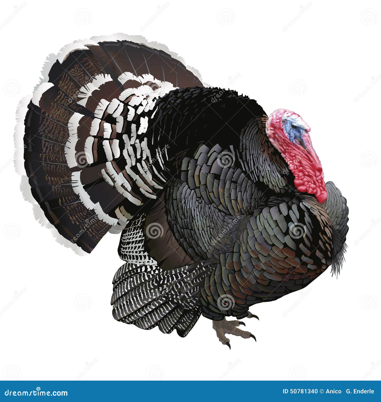 Indyk ilustracja wektor. Ilustracja złożonej z fauny - 50781340