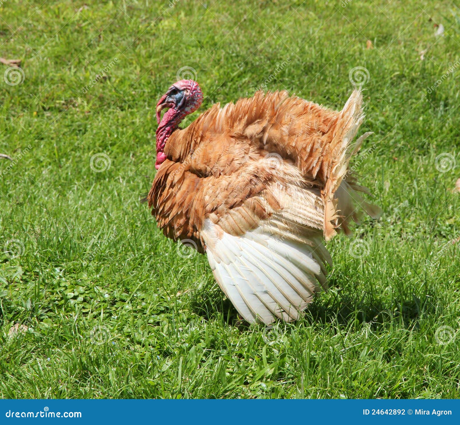 Indyk dziki zdjęcie stock. Obraz złożonej z kolor, greenbacks - 24642892