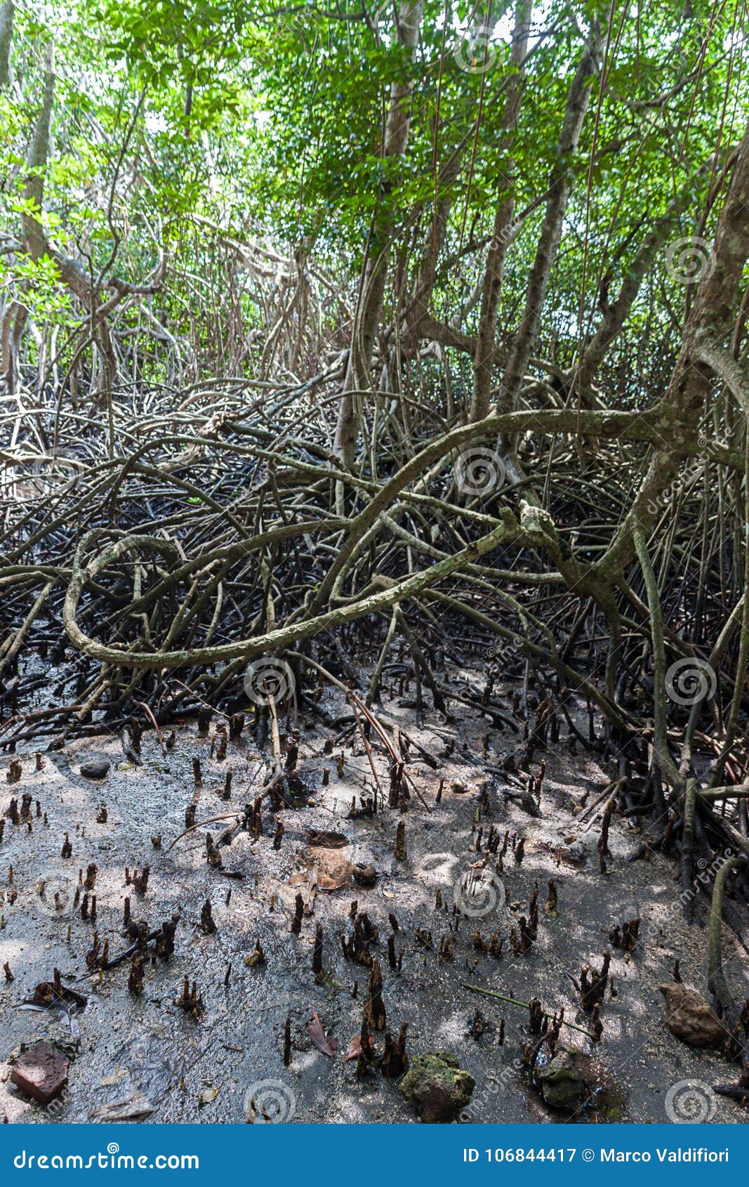 Inside mangrove forest stock image. Image of rhizophore - 106844417