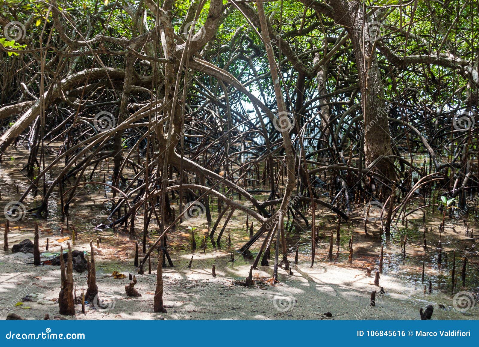 Inside mangrove forest stock photo. Image of natural - 106845616