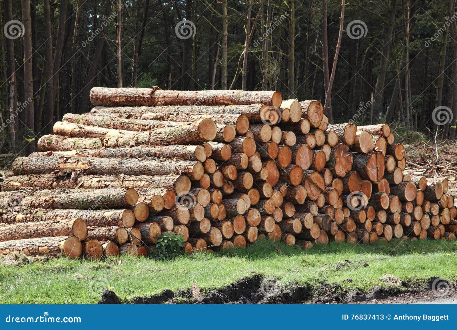 Ine trees log trunks stock image. Image of fuel, building - 76837413