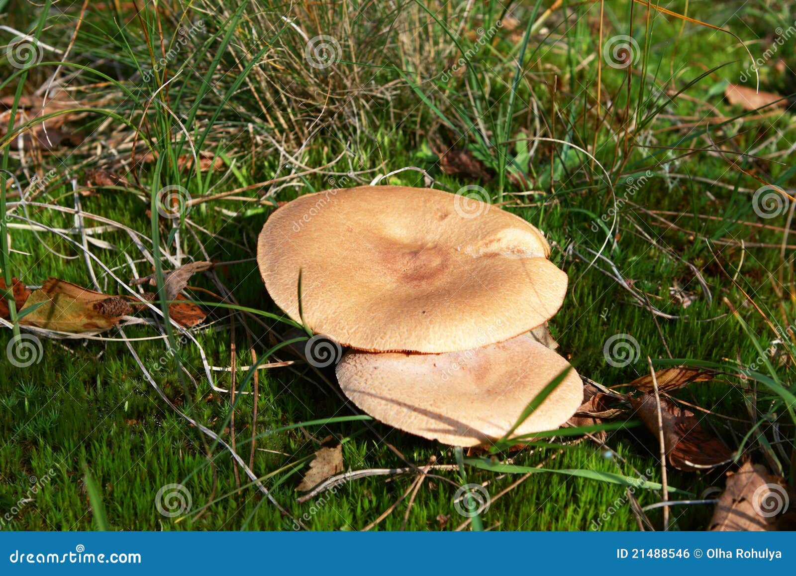 Inedible Mushroom