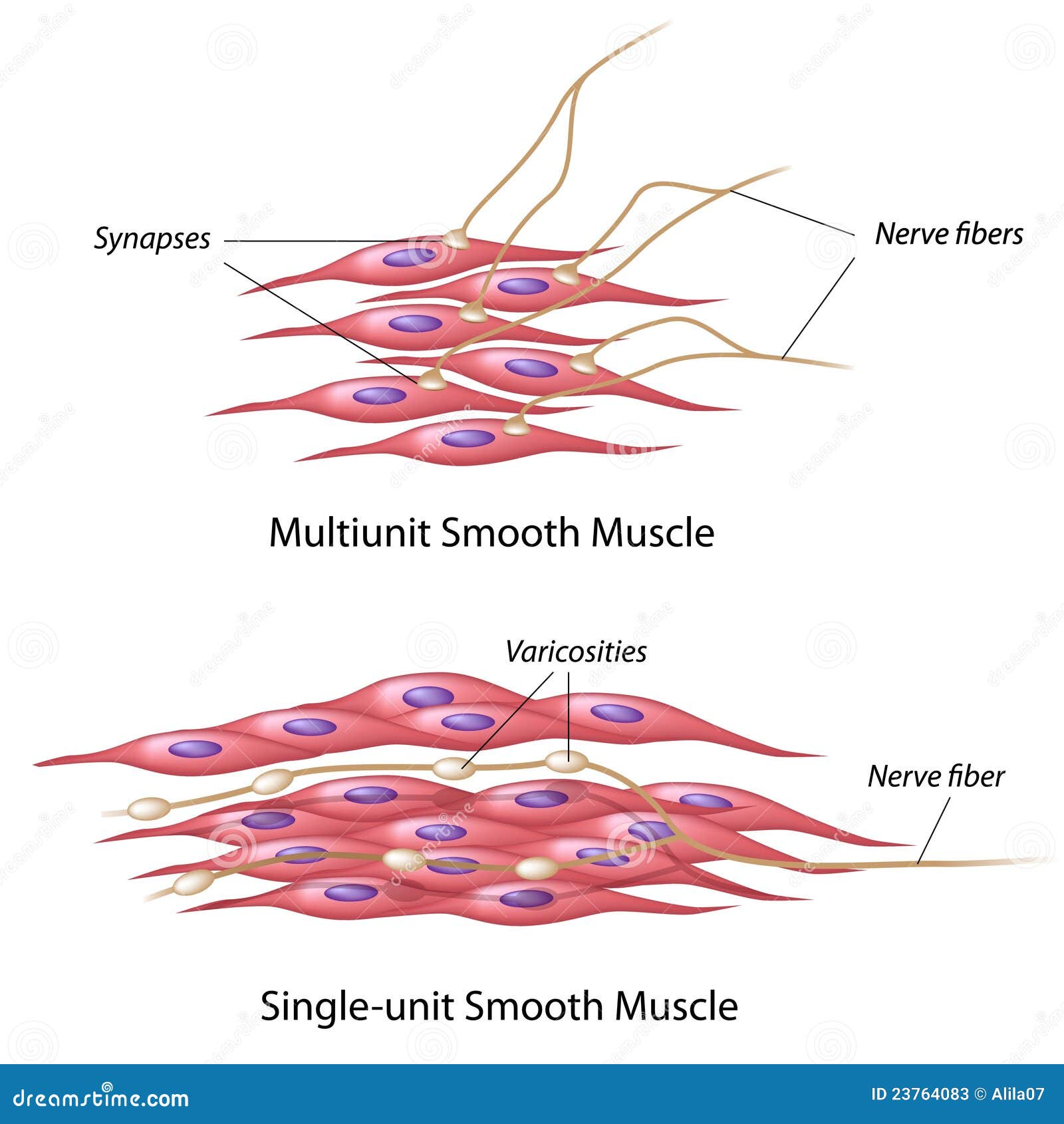 Inervación Del Músculo Liso Fotos de archivo - Imagen: 23764083
