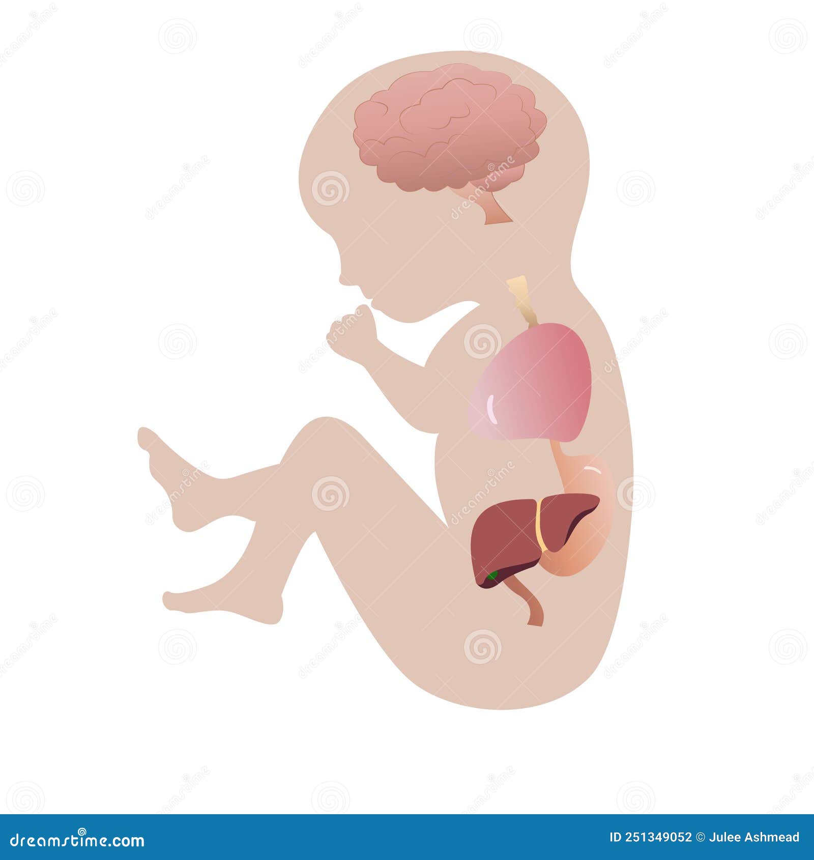Basic Cow Internal Organs And Beef Cuts Chart Vector | CartoonDealer ...