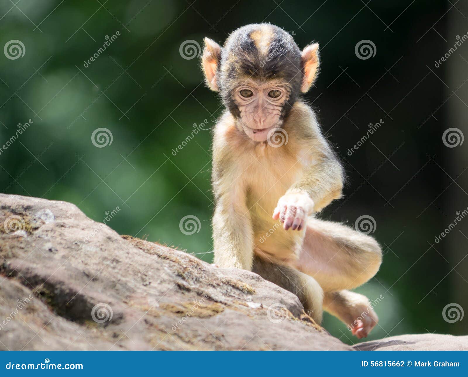 Infant Macaque stock photo. Image of wildlife, infant - 56815662
