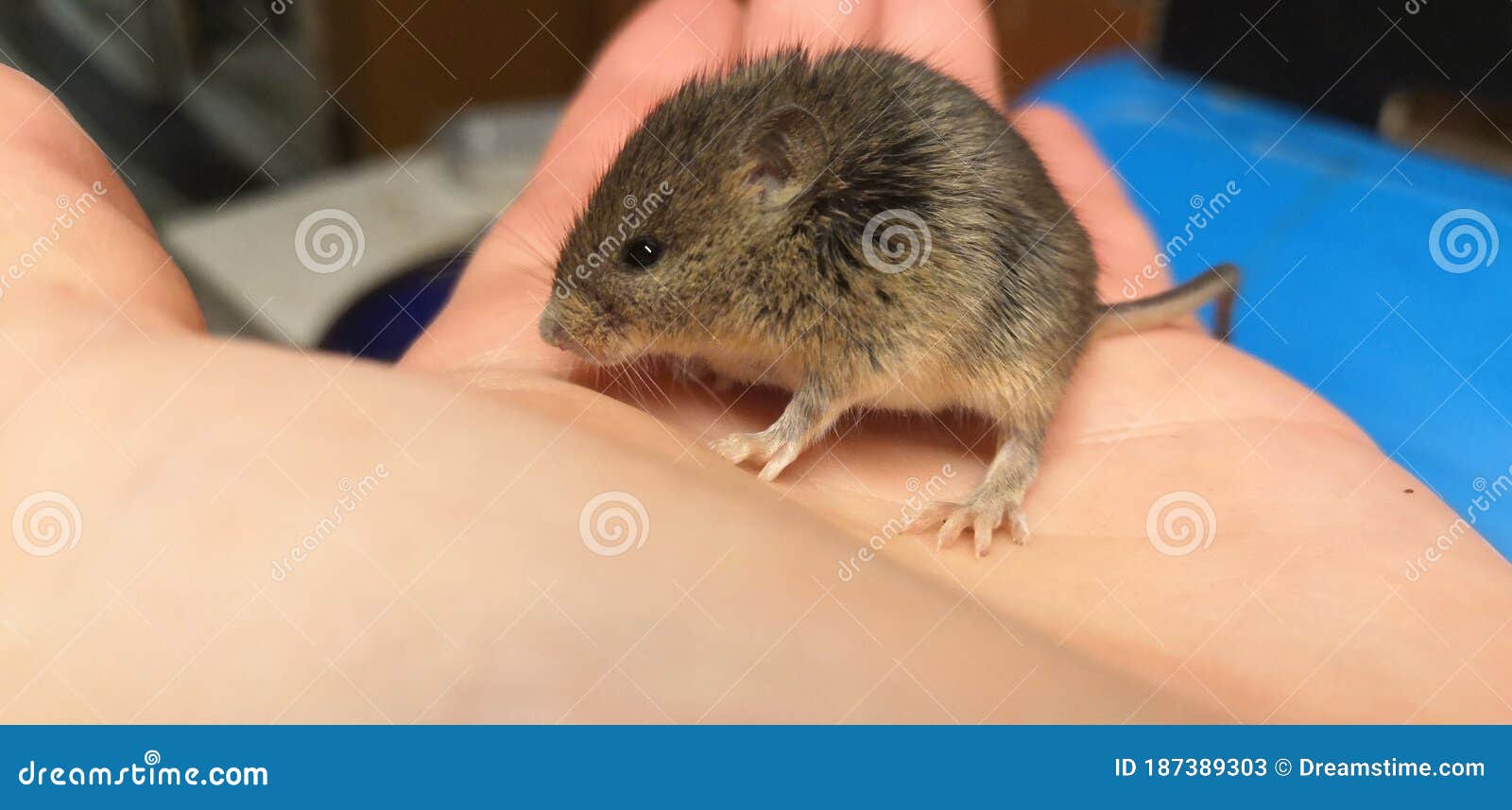 The infant mouse stock image. Image of animal, small - 187389303