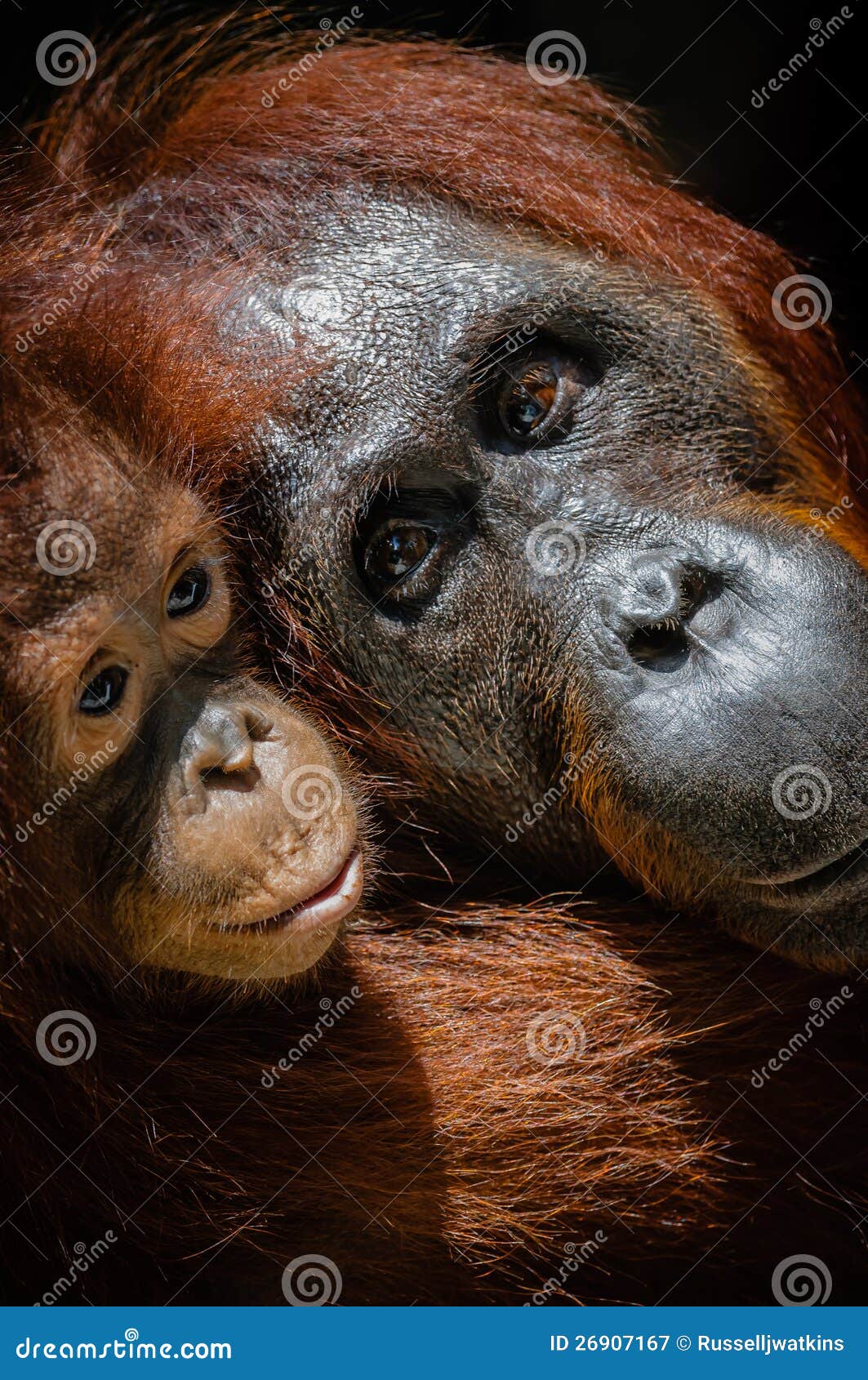 Infant Orangutan with Mother Stock Image - Image of parenting, colour ...
