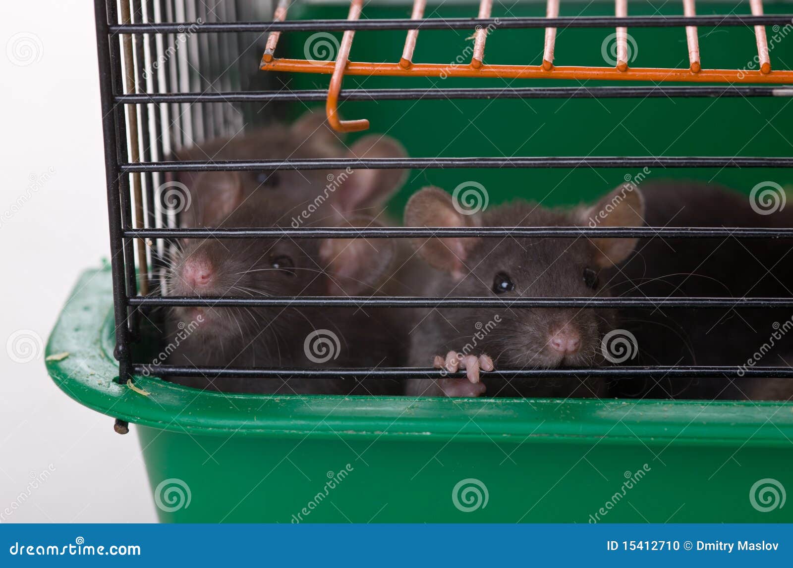 Infant rats in a cage stock photo. Image of animals, black - 15412710