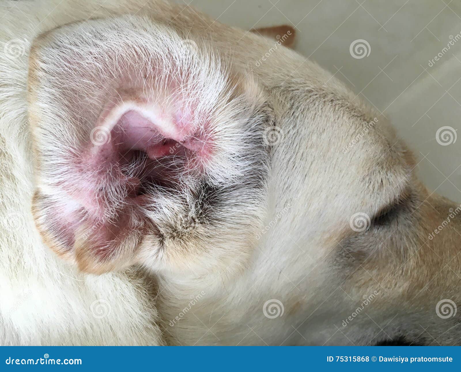 Infección Del Oído En Perro Foto de archivo - Imagen de pata, bacterias ...