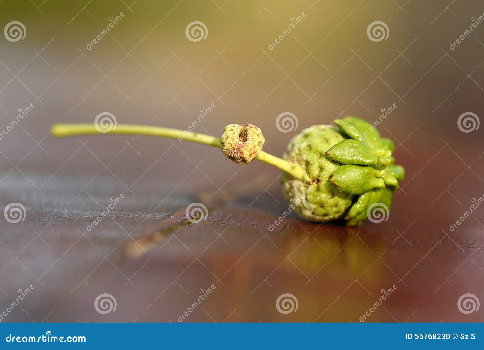 Infected acorn stock photo. Image of parasite, autumn - 56768230