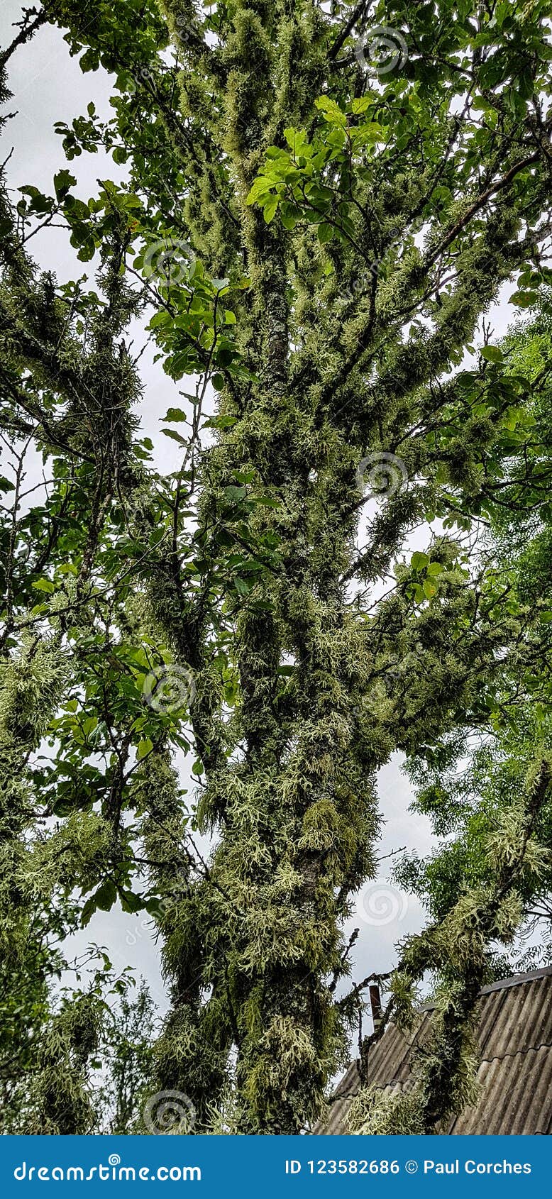 Infected stock photo. Image of disease, apuseni, infected - 123582686