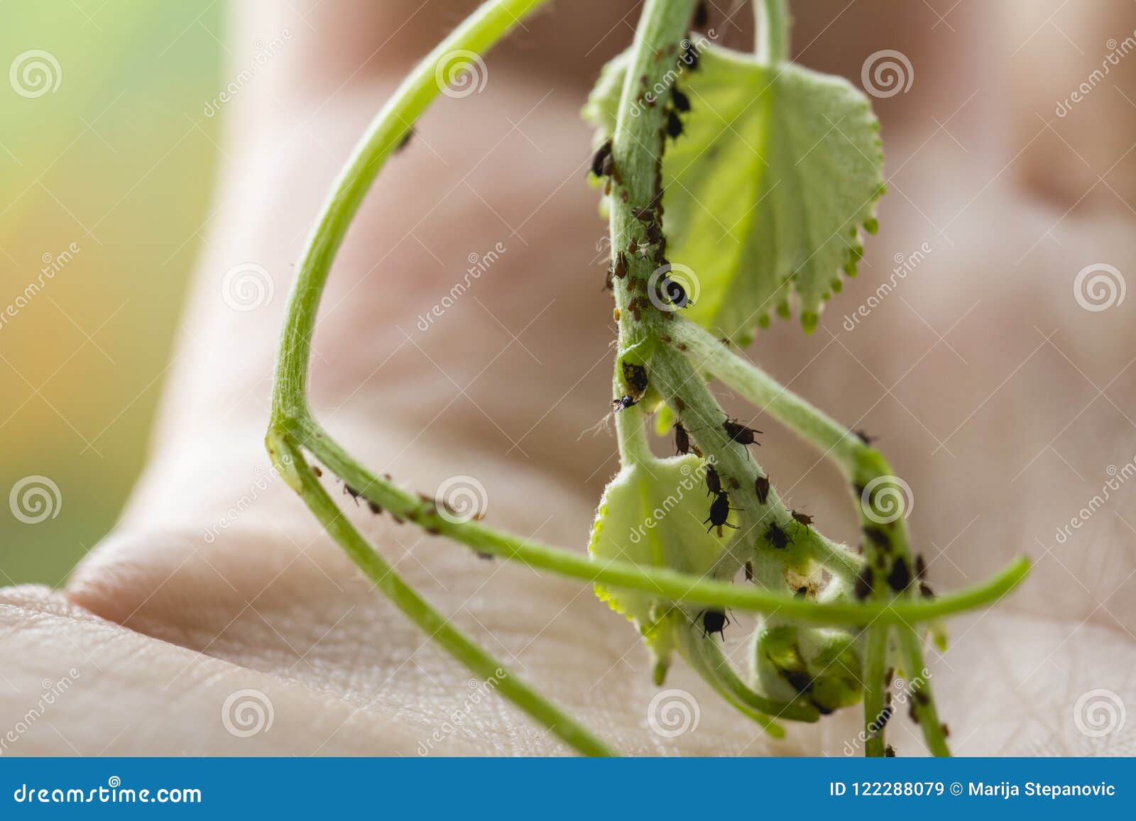 Infected Leaf of a Grepevine Tree Attaced by Aphids in Had of a Stock ...