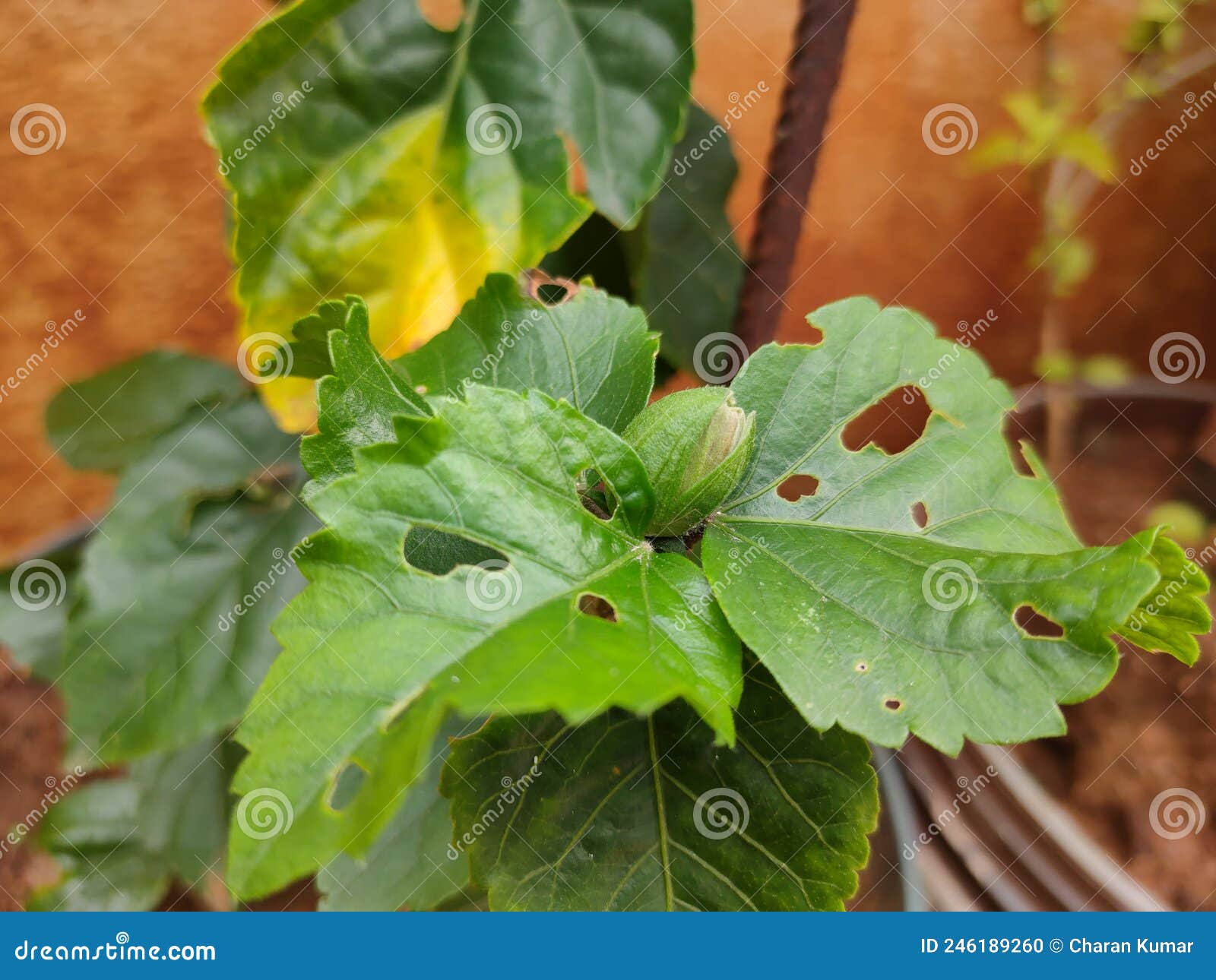 Infected plant leafs stock photo. Image of vegetable - 246189260