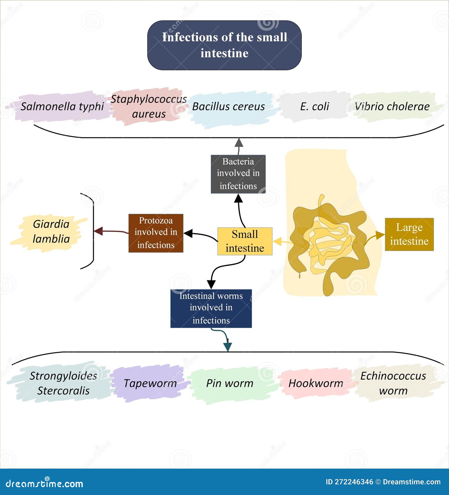 Salmonella Typhi Life Cycle Diagram