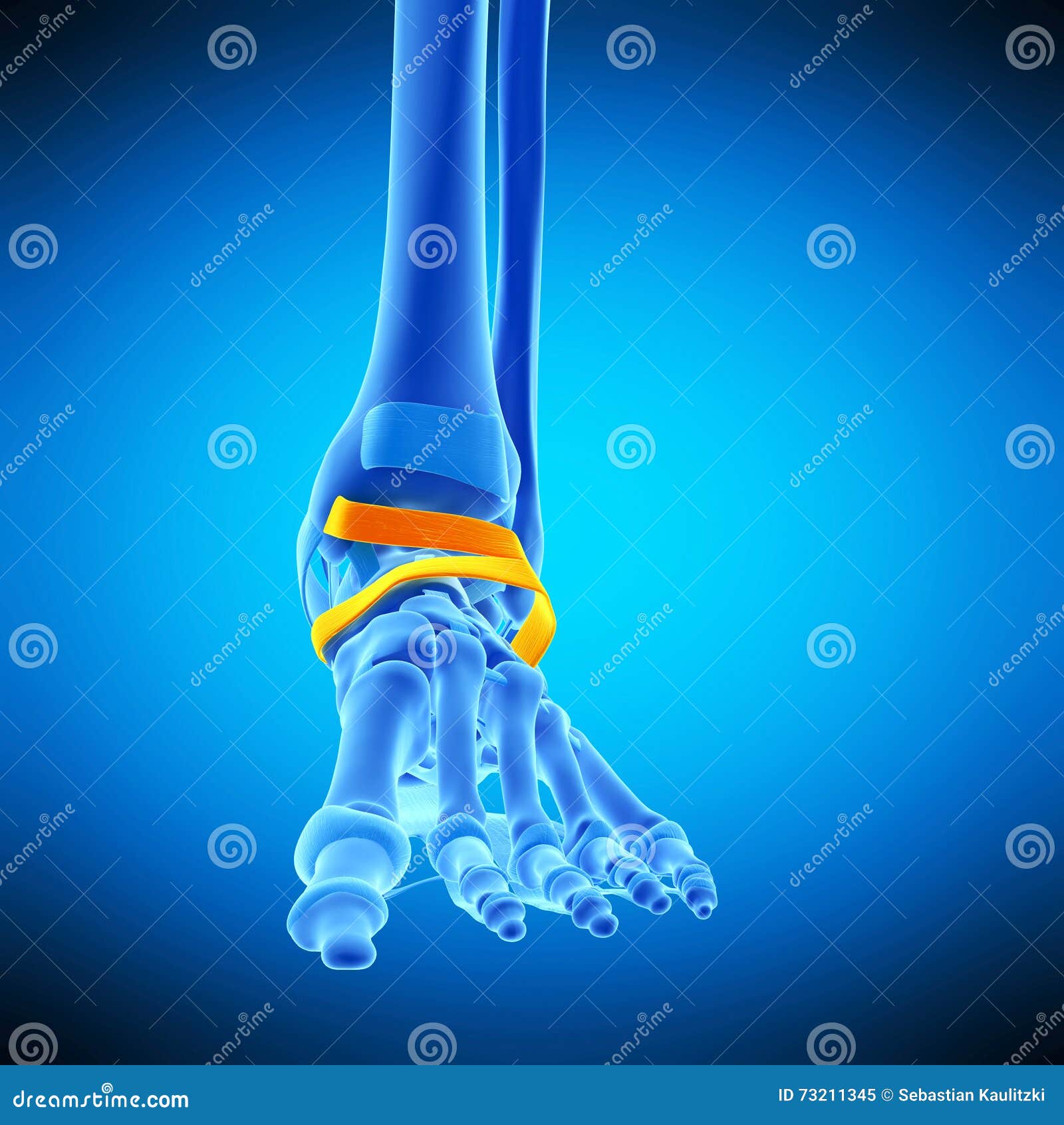 The Inferior Extensor Retinaculum Stock Illustration - Illustration of ...