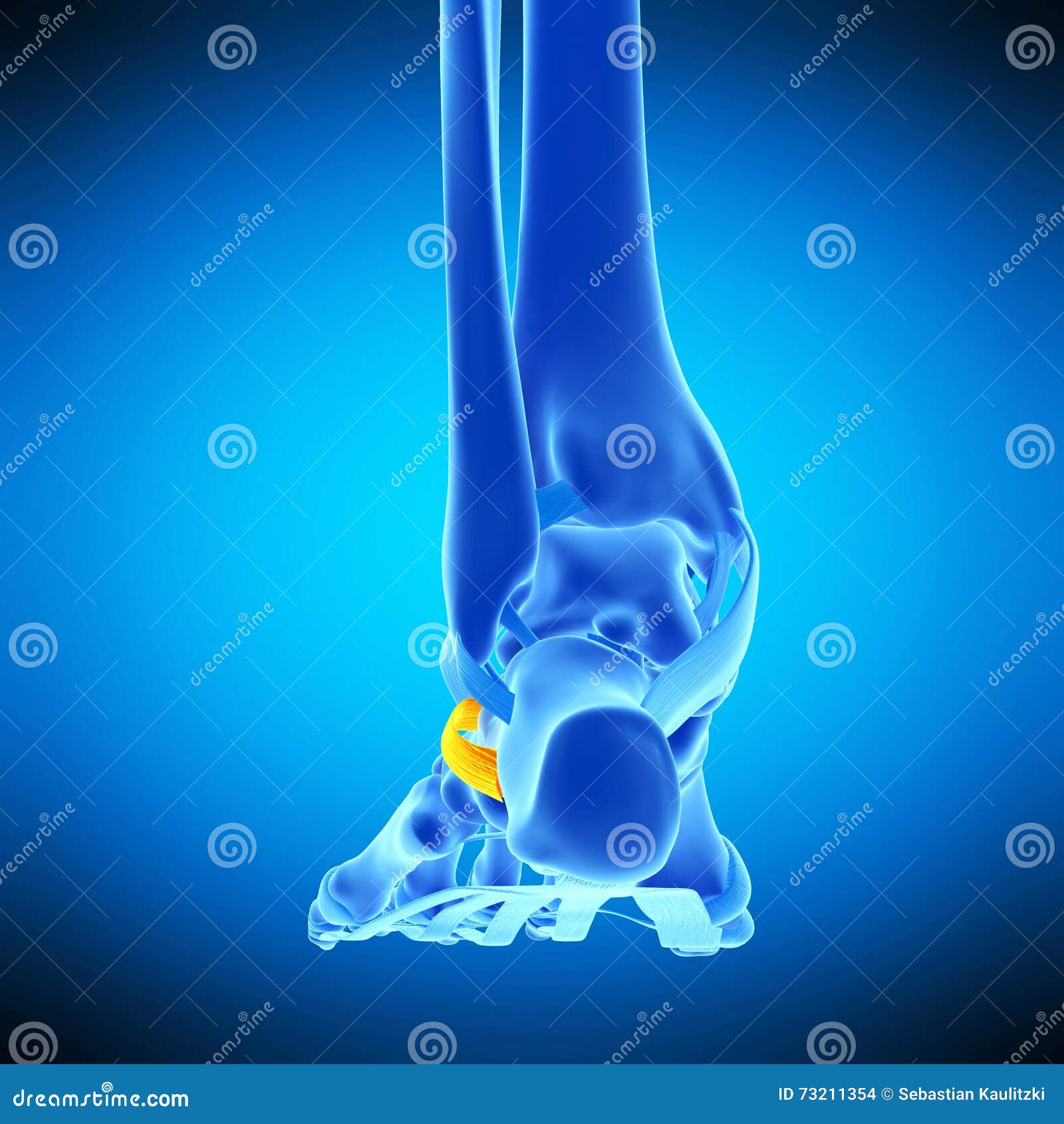 The Inferior Extensor Retinaculum Stock Illustration - Illustration of ...