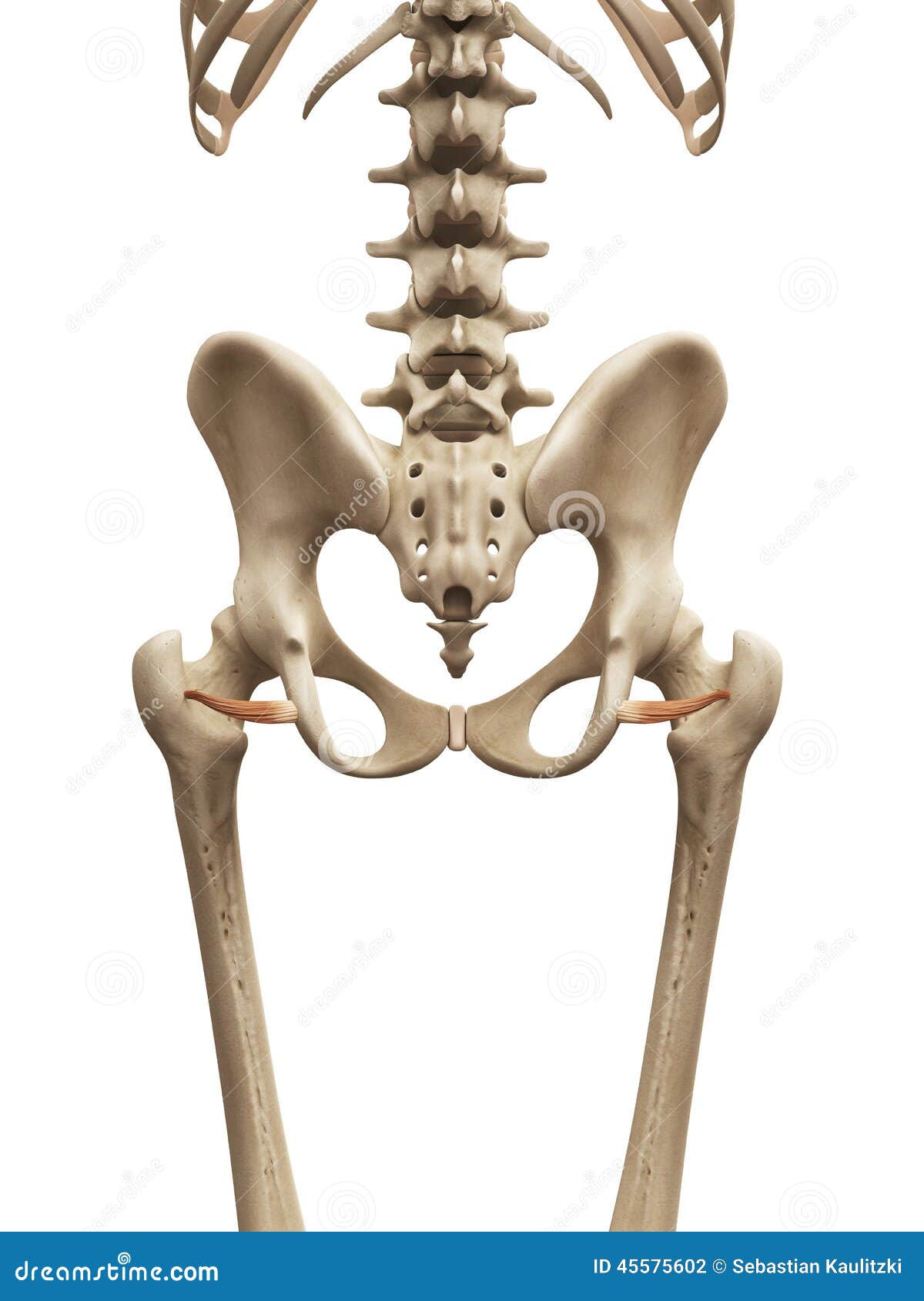 The inferior gemellus stock illustration. Illustration of human - 45575602