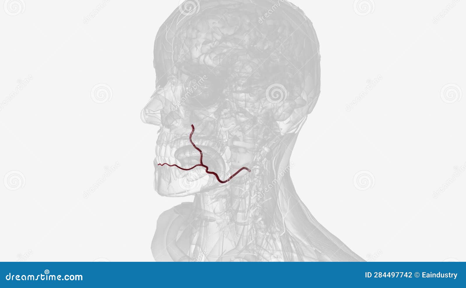 The Inferior Labial Artery Traverse the Lower Lip Stock Footage - Video ...