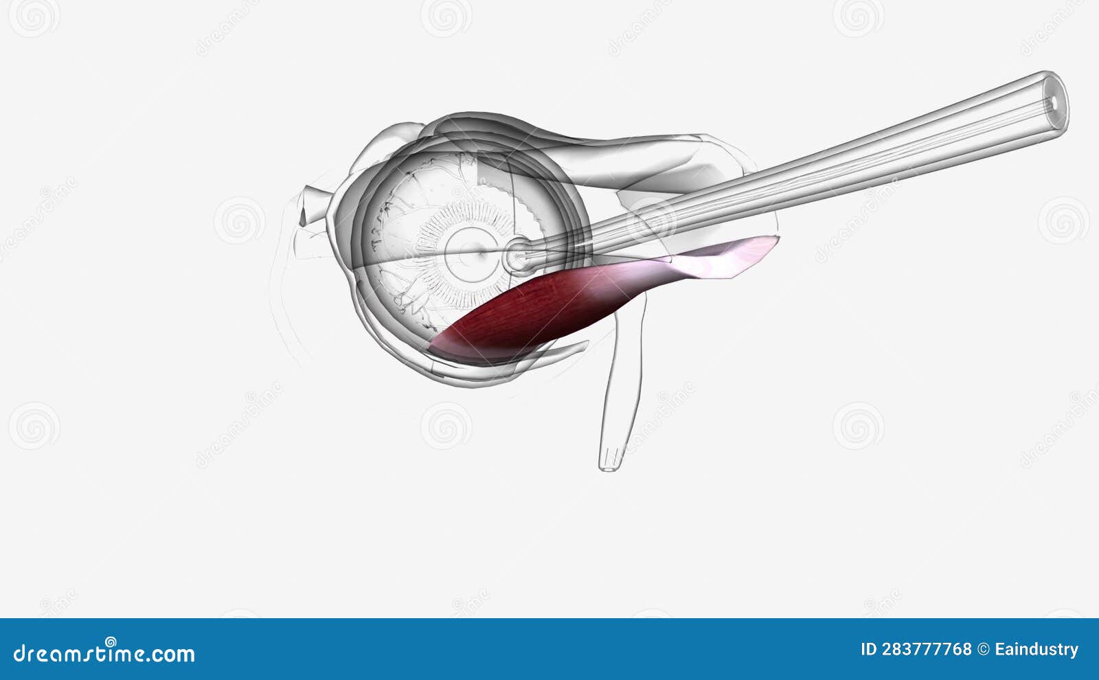 The Inferior Rectus Muscle is One of the Seven Extraocular Muscles ...