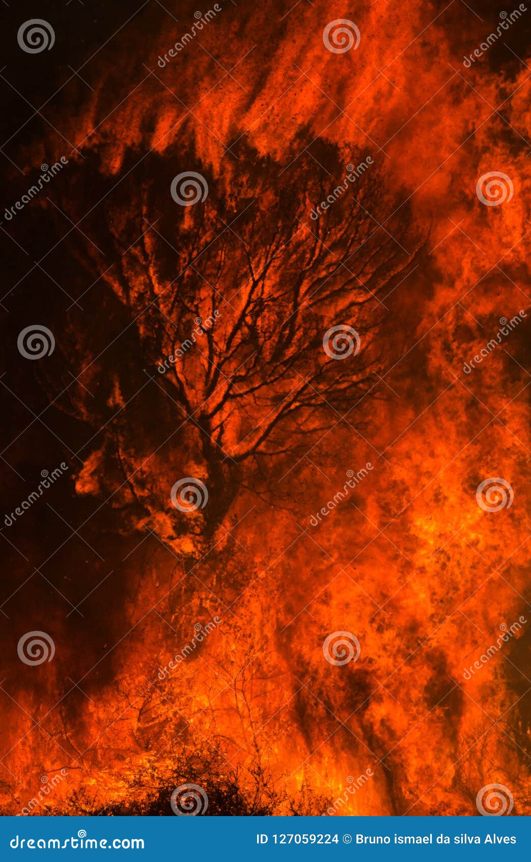 Inferno, Silhouette of a Tree Swallowed by Flames. Stock Photo - Image ...