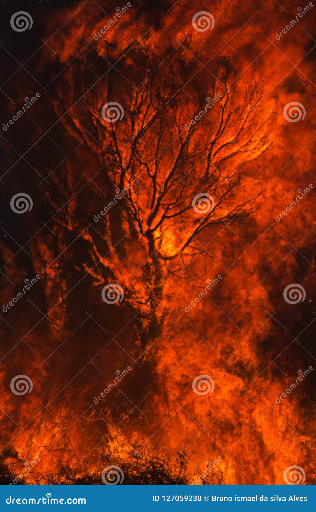 Inferno, Silhouette of a Tree Swallowed by Flames. Stock Photo - Image ...
