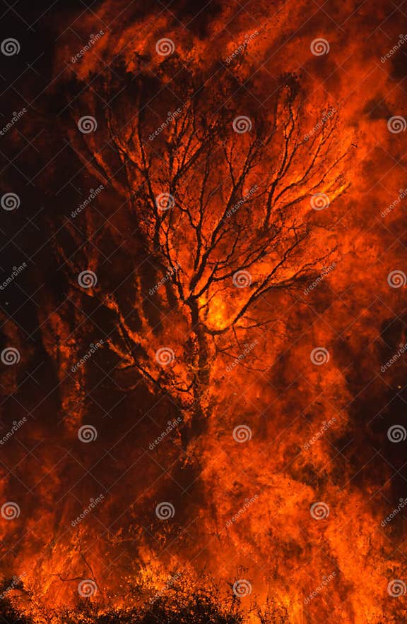 Inferno, Silhouette of a Tree Swallowed by Flames. Stock Photo - Image ...
