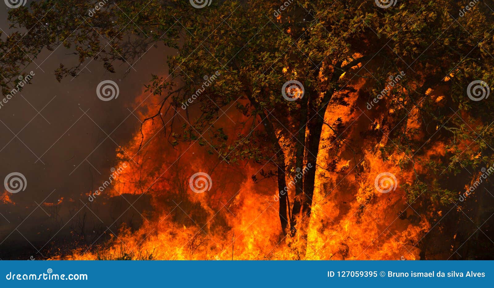 Inferno, a Tree Swallowed by Flame Stock Image - Image of natural ...