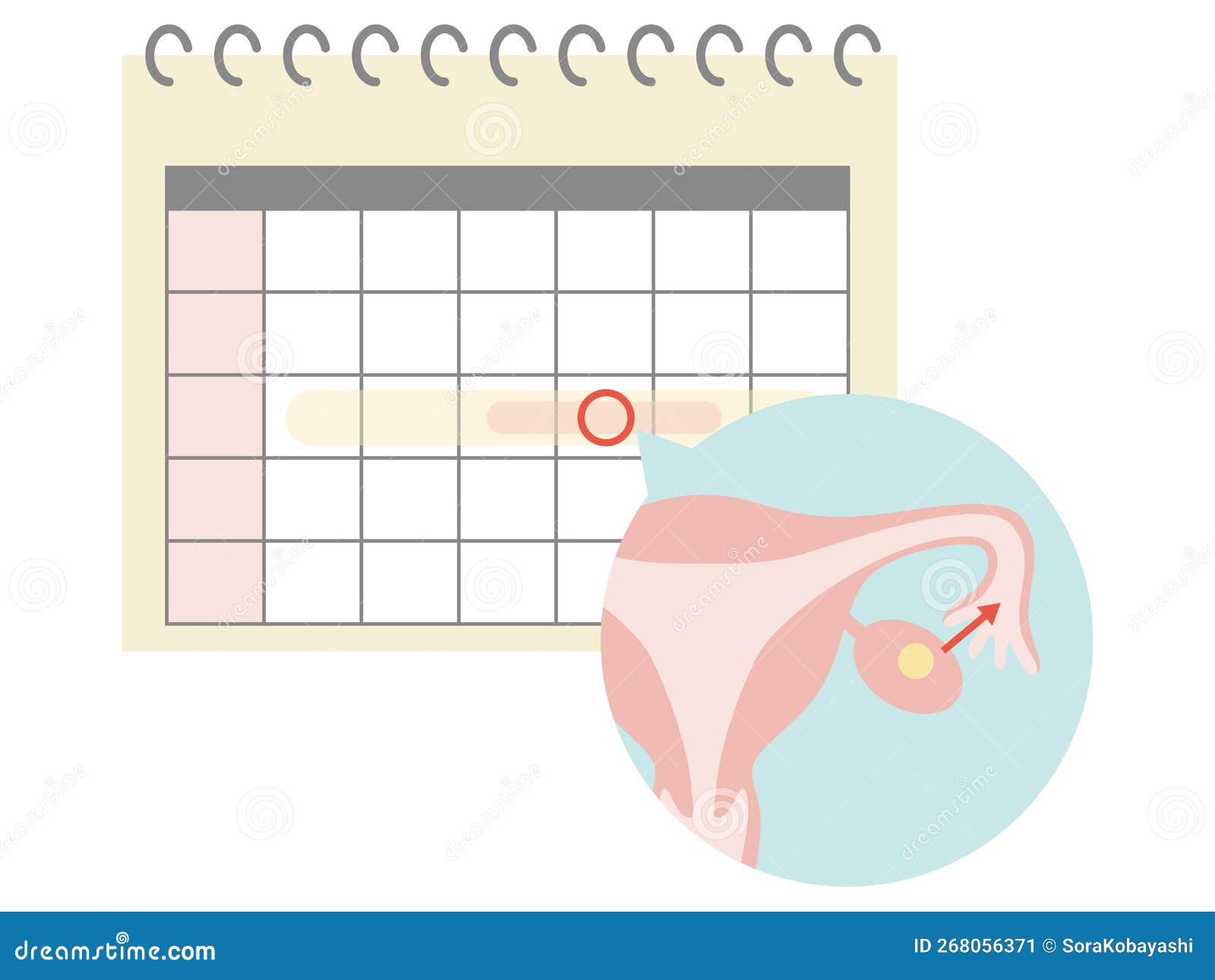 Infertility Treatment Using the Timing Method. Ovulation Date Shown on ...
