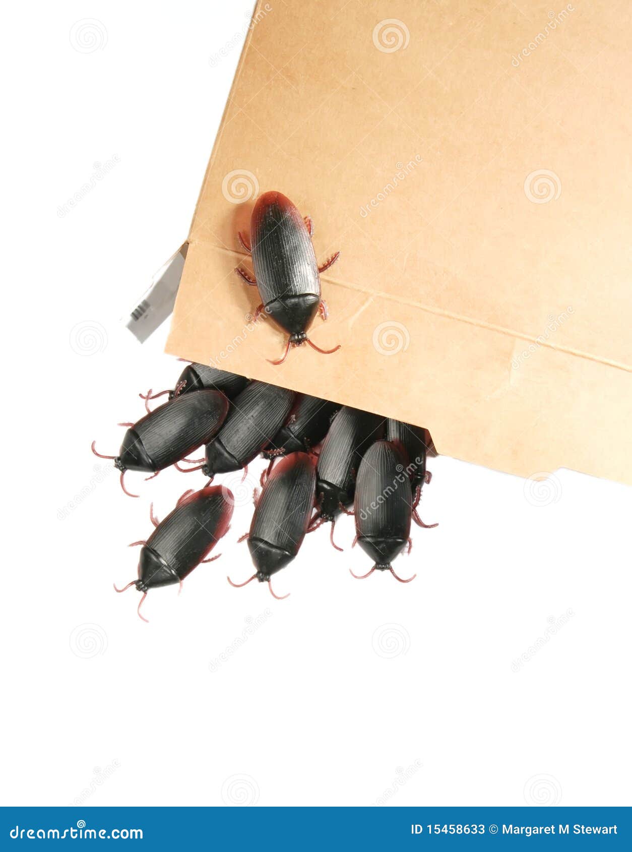 Cardboard Cockroach Trap With Captured Dead Cockroaches Stock ...