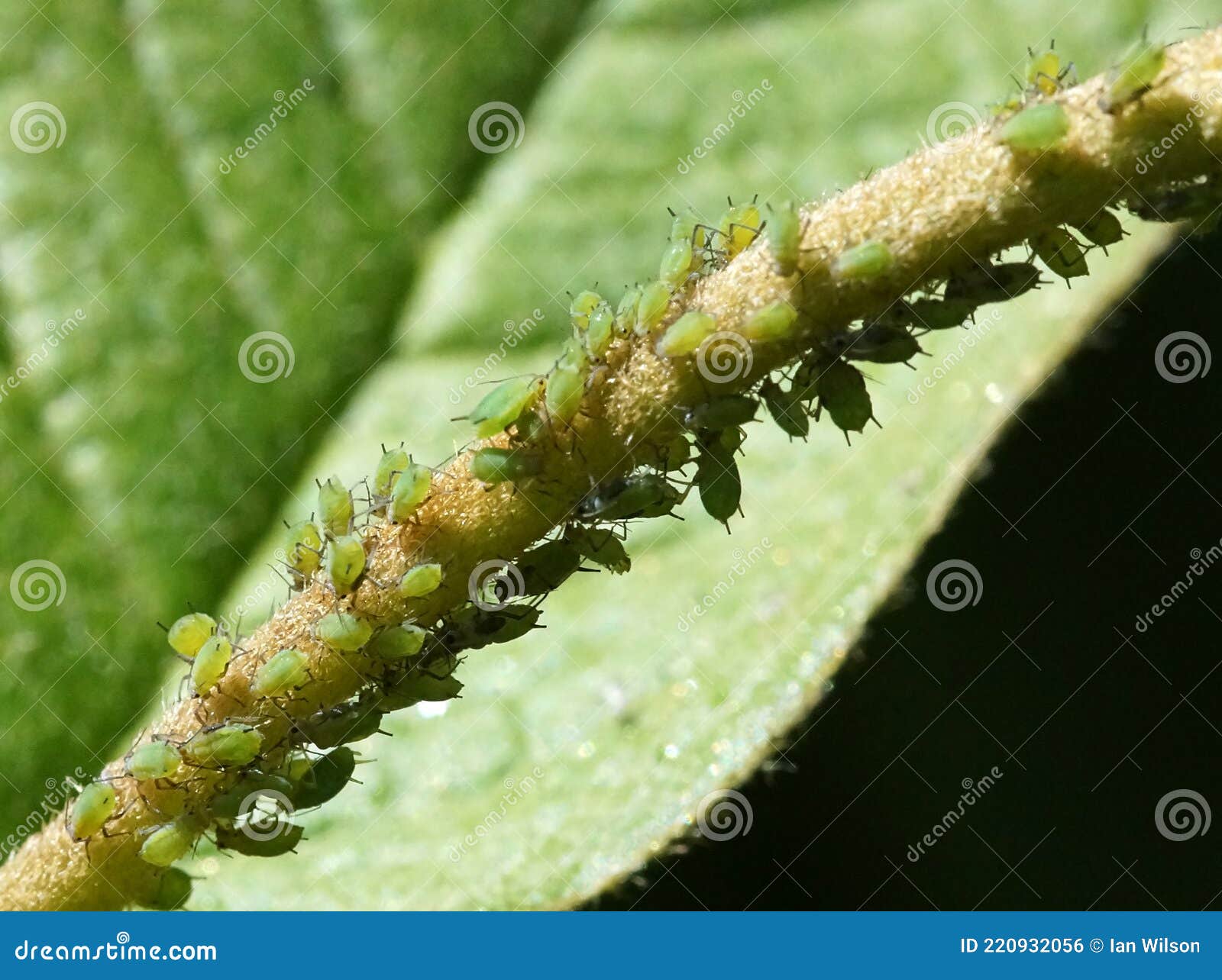 Aphid infestation stock photo. Image of color, macro - 220932056