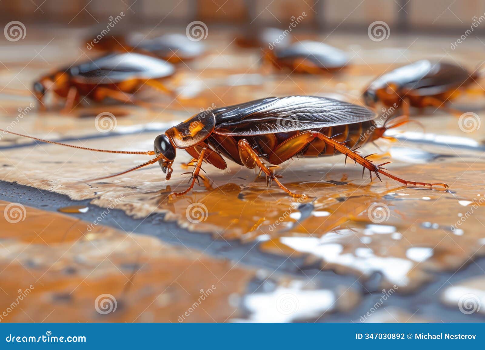 Infestation of Cockroaches Pests on the Floor Stock Photo - Image of ...