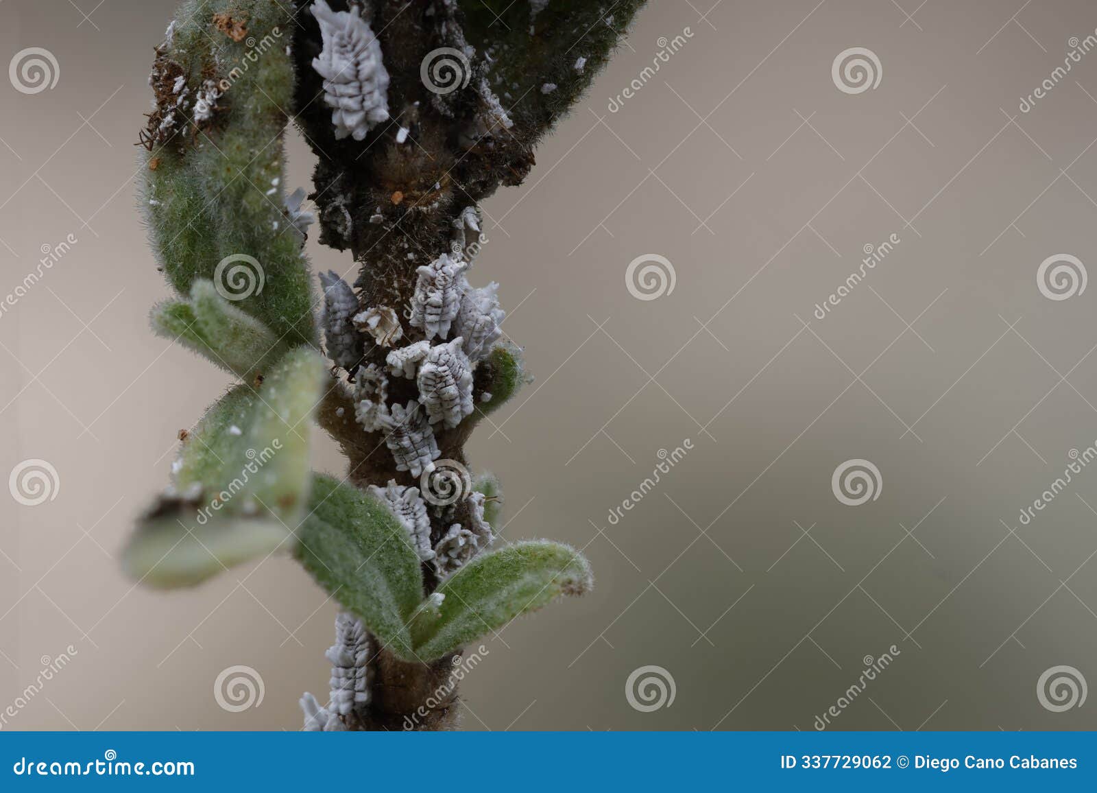 Infestation of Mealybug Planococcus Citri on Rock Rose Plant Cistus ...